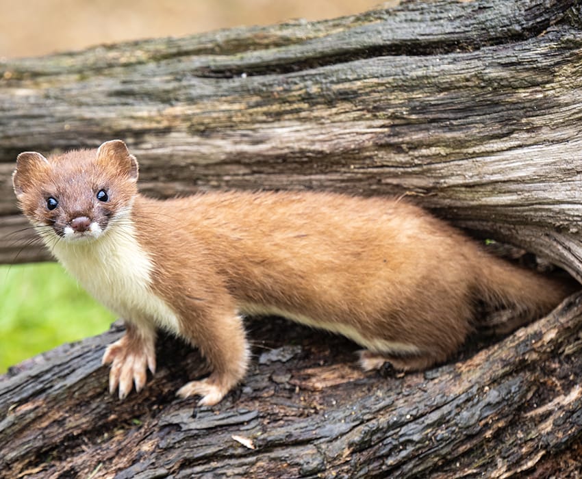 Common mammals found in Rosefield's site - Claydons Solar Action Group